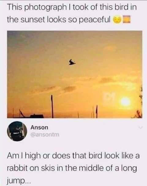 34 Hilariously Unhinged Wild Animal Memes You Didn’t Know You Needed Today