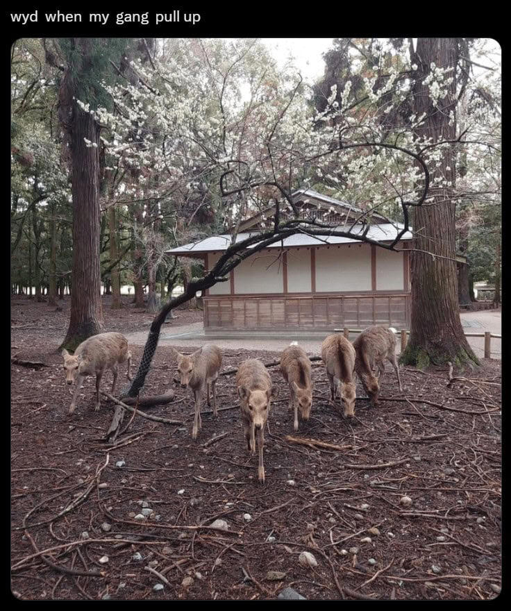 34 Hilariously Unhinged Wild Animal Memes You Didn’t Know You Needed Today