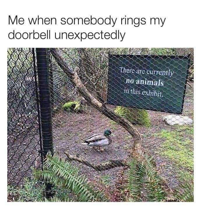 34 Hilariously Unhinged Wild Animal Memes You Didn’t Know You Needed Today