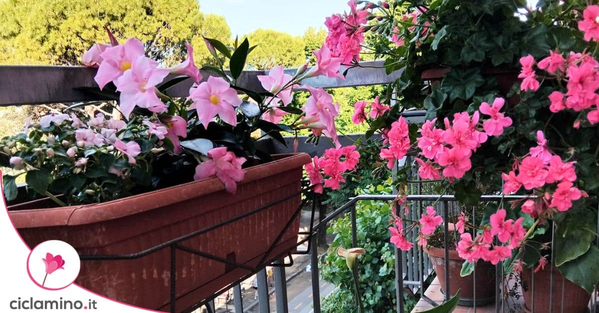 Preparare un diario del balcone è il miglior modo per osservare le ...