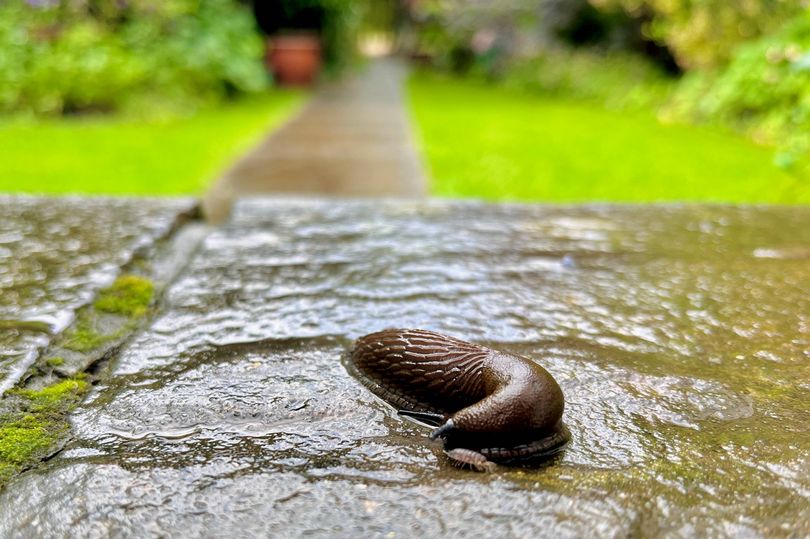 Clever beer trick to stop slugs invading your house this Spring