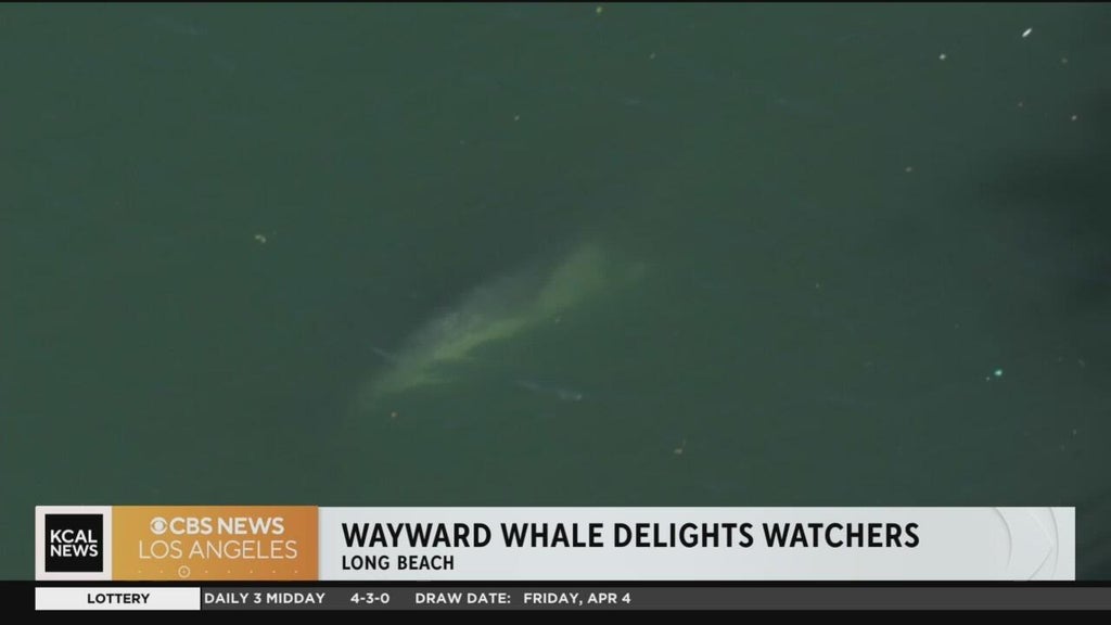 Wayward whale continues to draw spectators to Long Beach's Rainbow Harbor