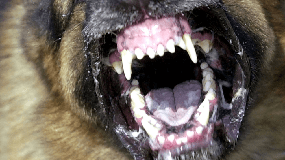 Animal Services urges caution, reminds public of steps to follow after ...