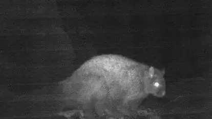 First photographic evidence of woolly flying squirrel captured in Miyar ...