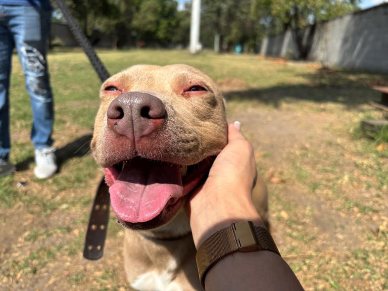 ¿Tu perro te da su pata sin que se lo pidas? Esto significa, según experto