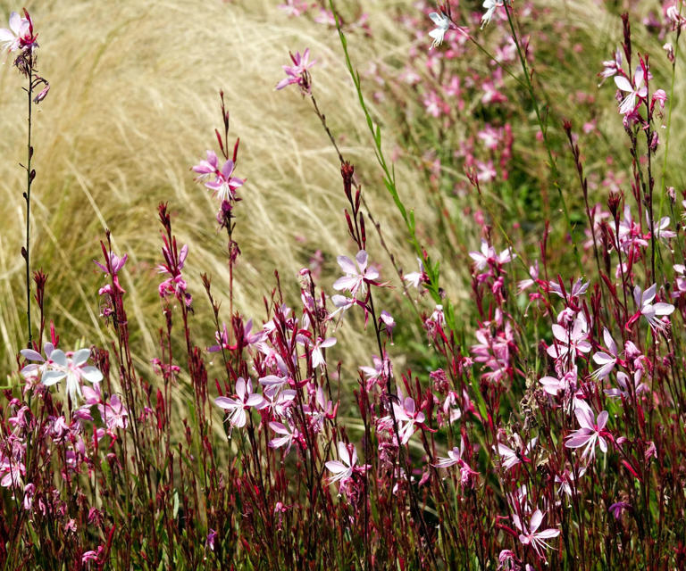 How to grow gaura – and boost your yard with glorious, dancing beeblossom