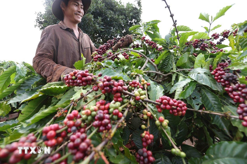 Giá hàng hóa đồng loạt tăng, chỉ số MXV-Index tăng gần 1%