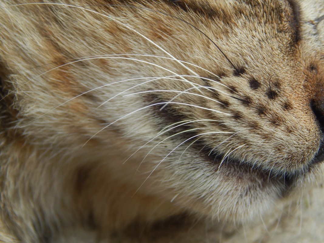 Precious Tabby Shelter Cat's Charming 'Cheshire Grin' Has People ...