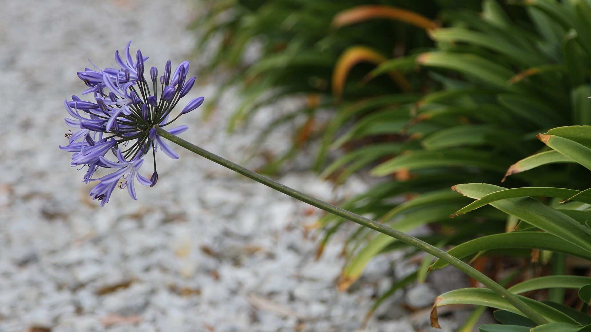 Garden stores selling plants that could be Australia's next invasive weeds