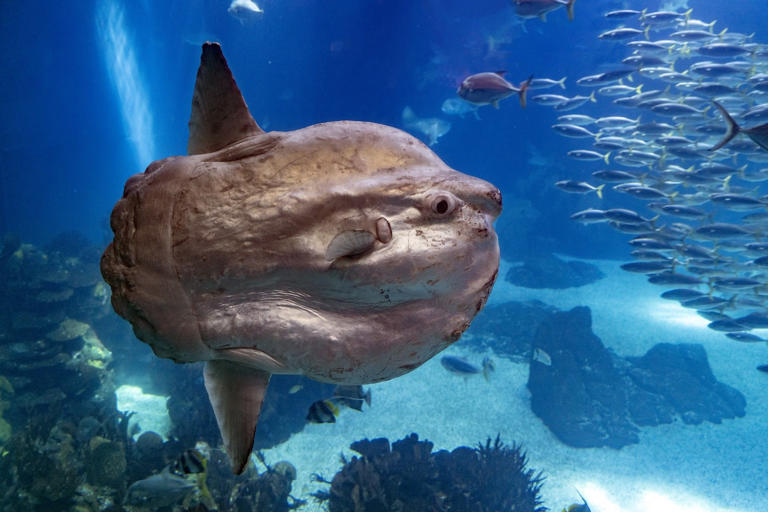 Diver Absolutely 'Dwarfed' by Massive Ocean Sunfish in Jaw-Dropping Video