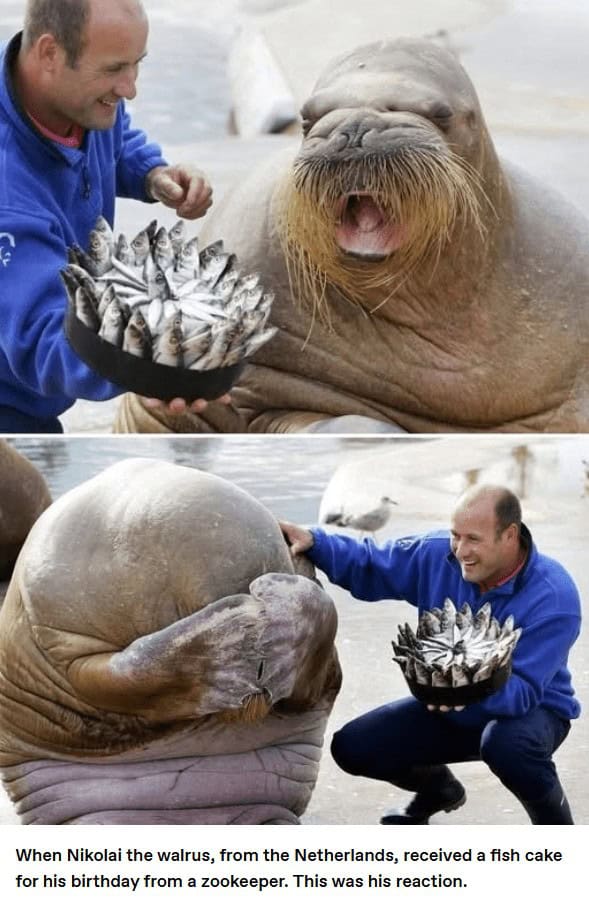 34 Hilariously Unhinged Wild Animal Memes You Didn’t Know You Needed Today