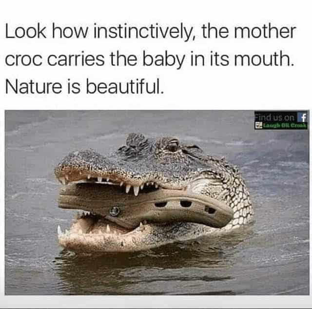 34 Hilariously Unhinged Wild Animal Memes You Didn’t Know You Needed Today