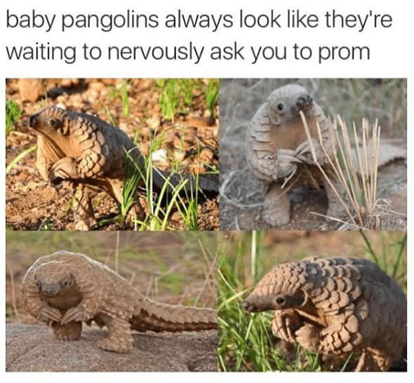 34 Hilariously Unhinged Wild Animal Memes You Didn’t Know You Needed Today