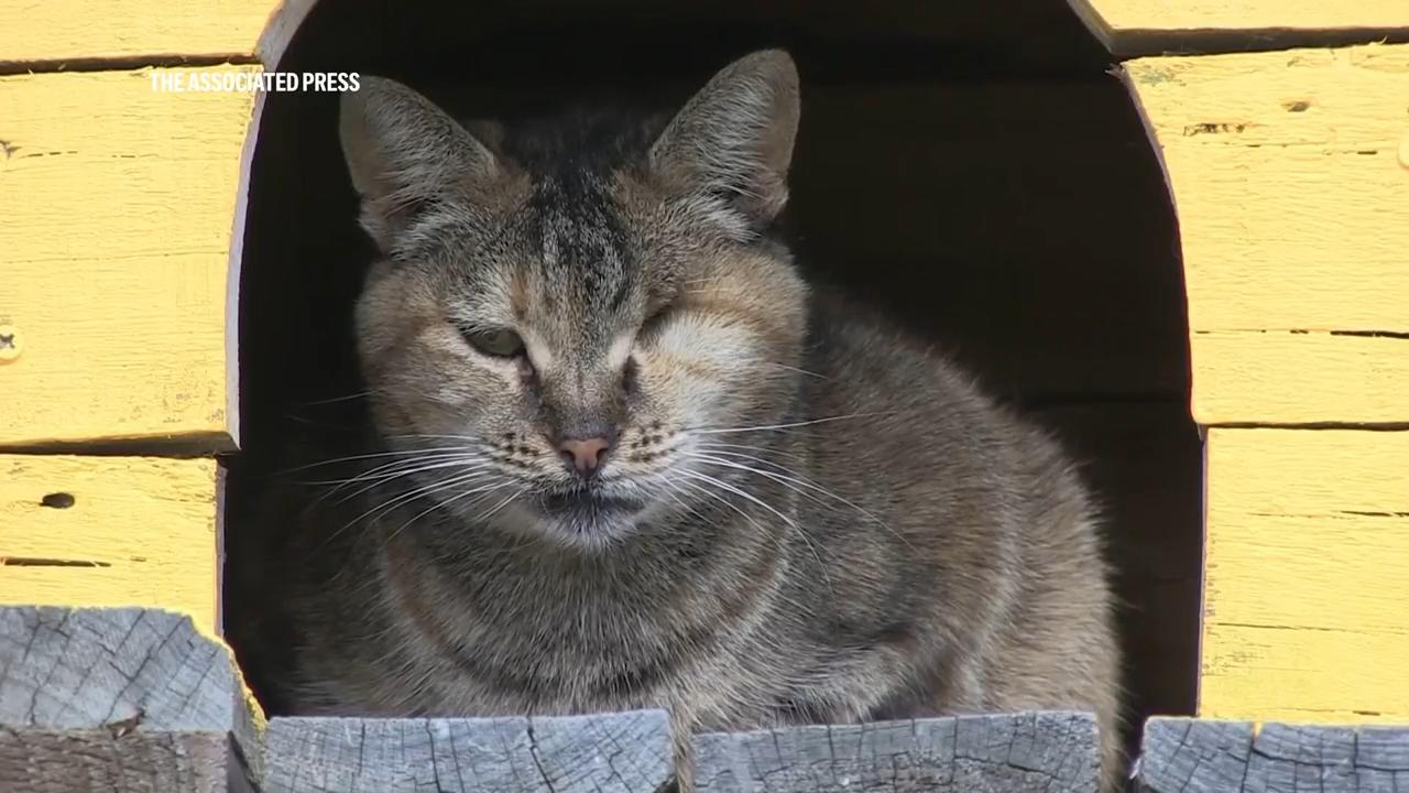 Older cats enjoy their retirement at sanctuary in South Africa