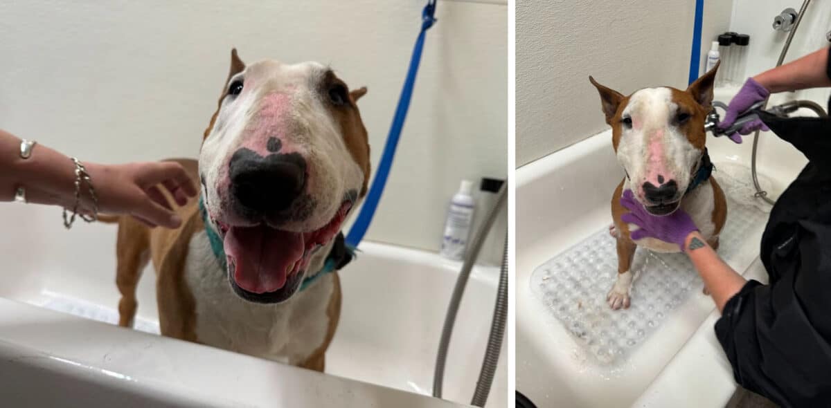 Teddy the Bull Terrier