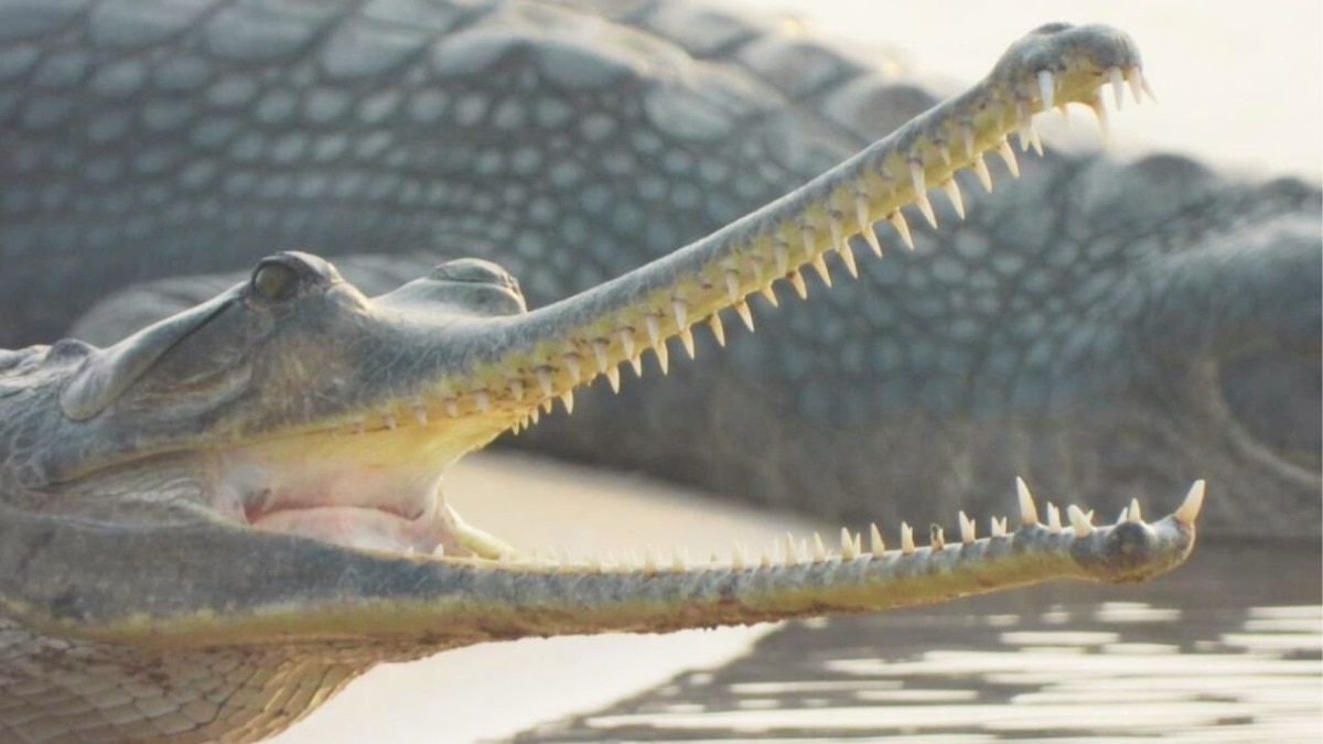 I jumped on its back: Florida woman fights off 6.5-foot alligator to ...