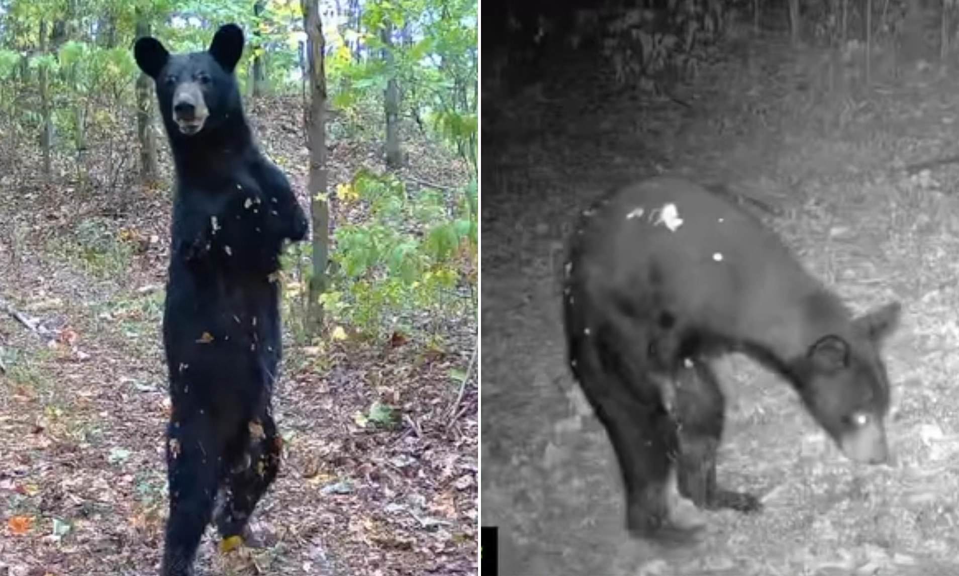 Bizarre story of disabled bear that walks like a human