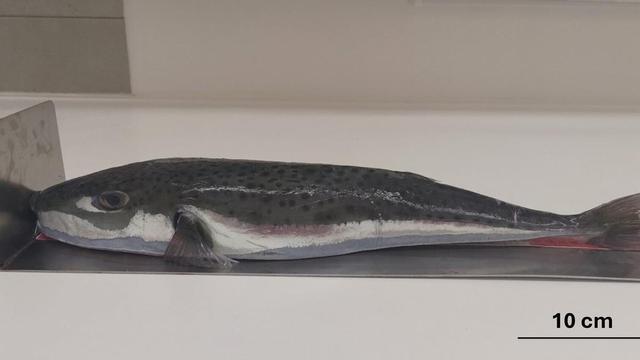 Alerta en el Mediterráneo: aparece un nuevo pez invasor capaz de ...