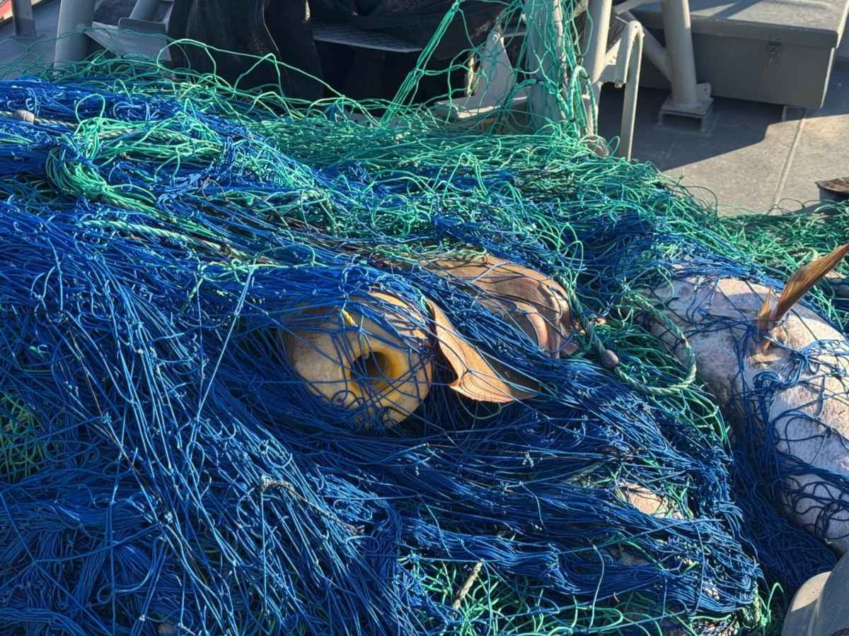 Marina libera 17 totoabas y asegura kilómetros de redes en Alto Golfo ...