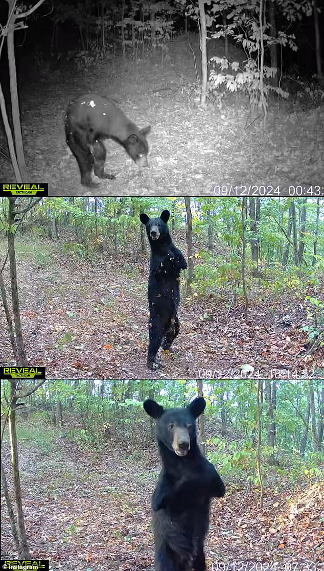 Bizarre story of disabled bear that walks like a human
