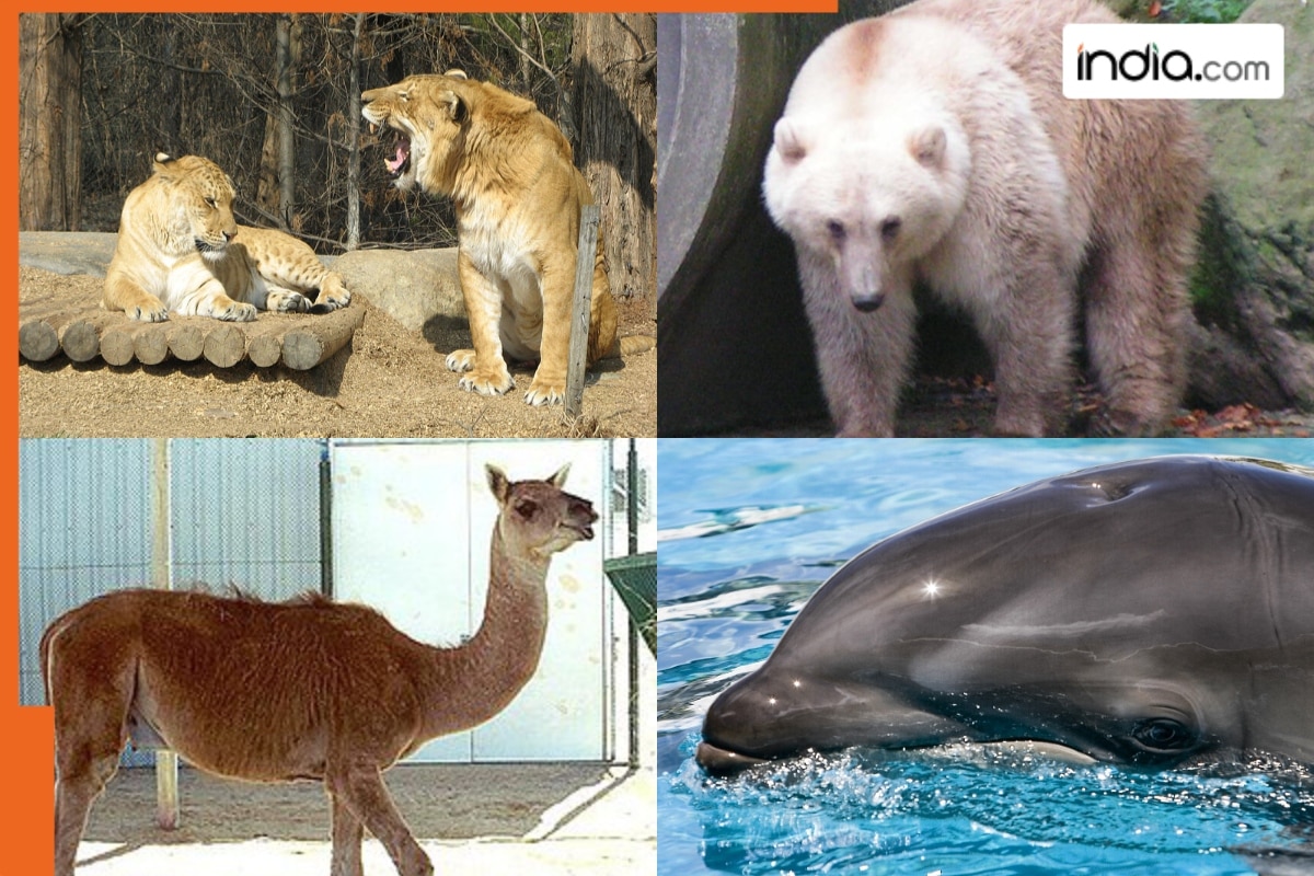 7 rare and unique animals created by humans