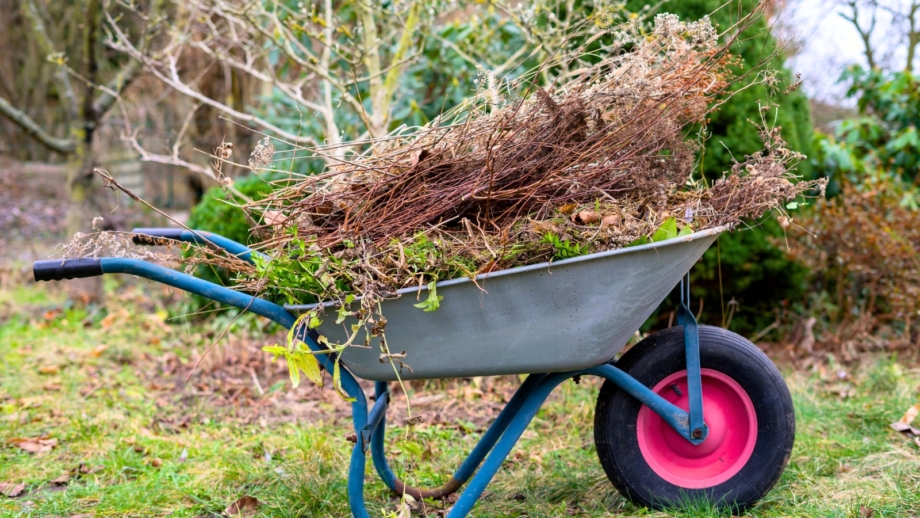 Does Cleaning Up the Garden Too Early Harm Pollinators?