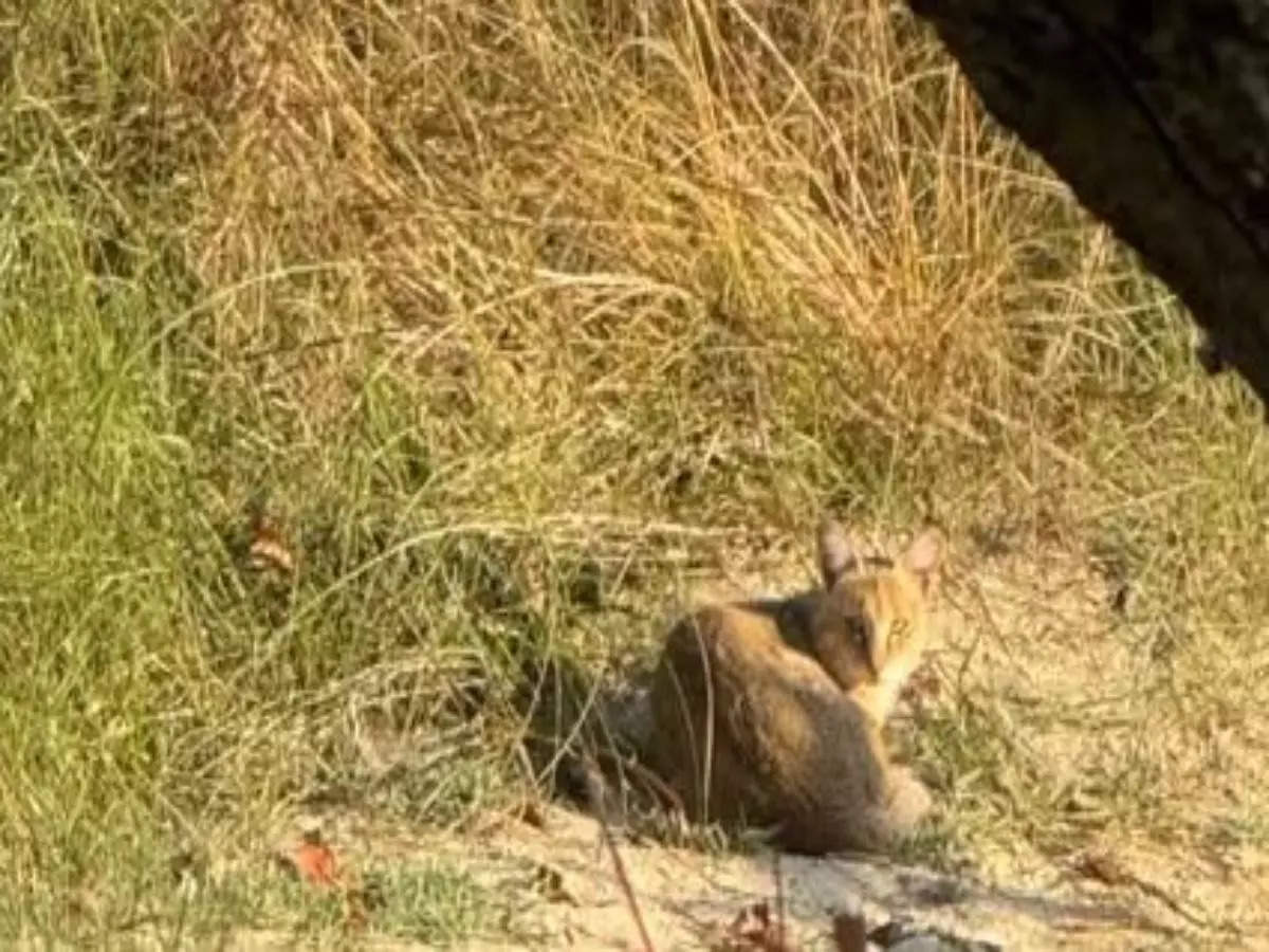 Rare wild cat spotted in Corbett National Park in Uttarakhand: A treat ...