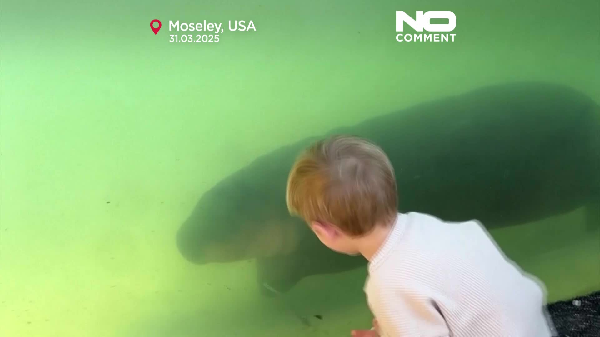 NO COMMENT: Así fue el debut de Poppy, una cría de hipopótamo pigmeo ...