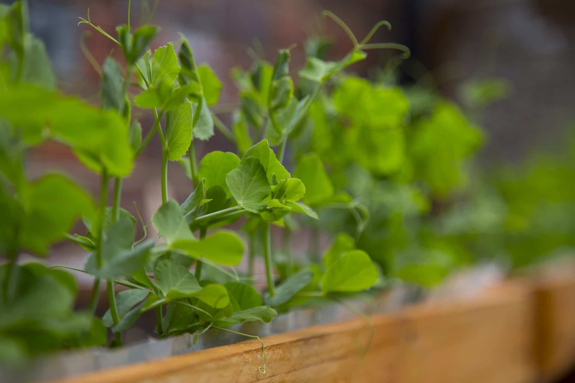 Guía Completa sobre la Siembra y Cultivo de Guisantes
