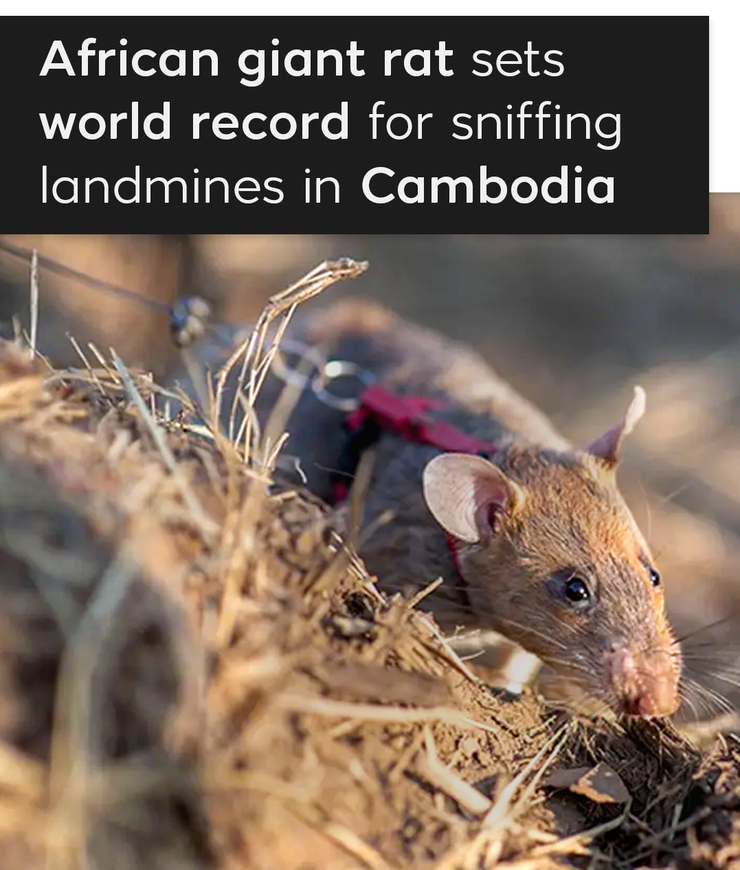 African Giant Pouched Rat Breaks Guinness World Records for Sniffing ...