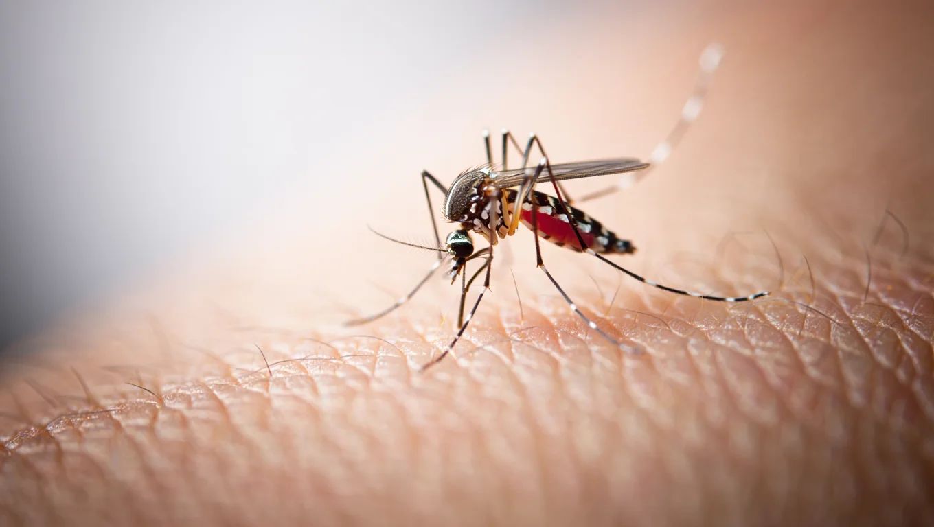 🦟 Why are there more mosquitoes and why do they bite more in summer?