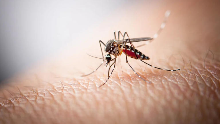 🦟 Why are there more mosquitoes and why do they bite more in summer?