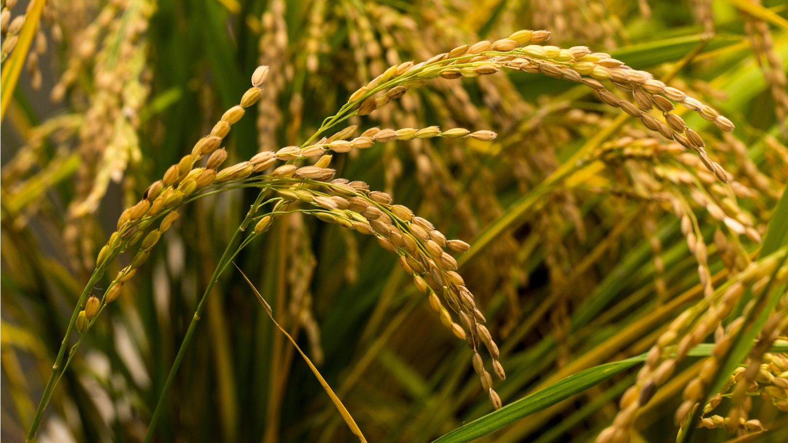 What are rice hulls for gardening? An eco expert reveals how to use ...