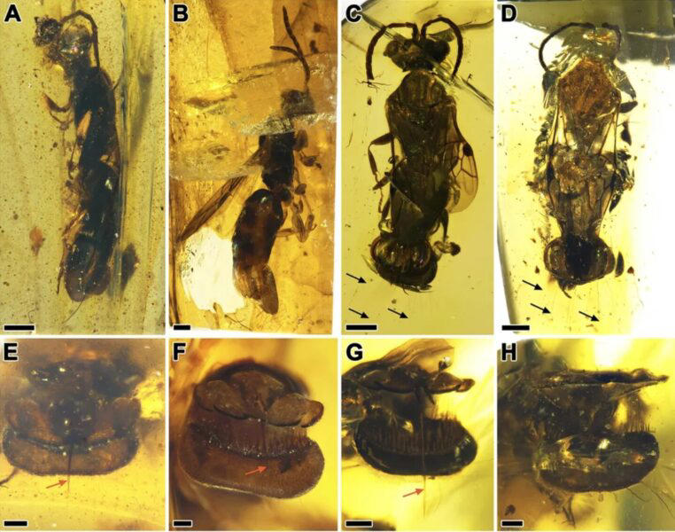 A 'Cretaceous Weirdo': The Venus Flytrap Wasp