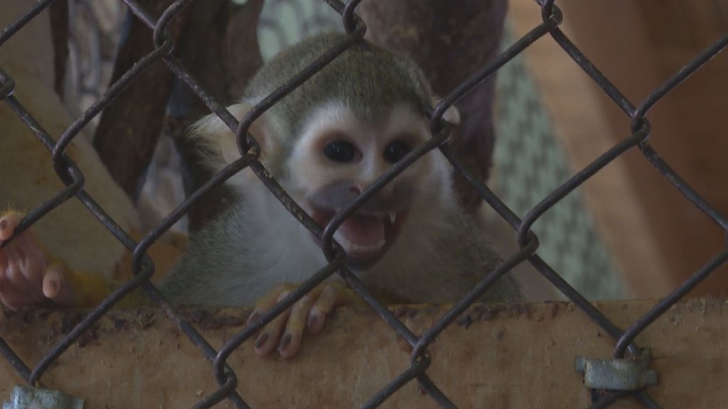 Ikea Monkey’s Ontario home seeking help following ice storm damage