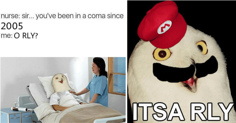 Throwback Thursdays: The Best O RLY Owl Memes To Respond To Your ...