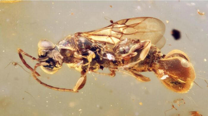 A 'Cretaceous Weirdo': The Venus Flytrap Wasp