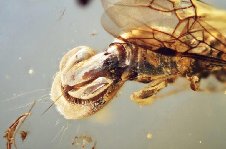 A 'Cretaceous Weirdo': The Venus Flytrap Wasp