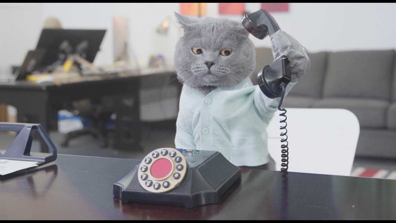 Cats recreate office pet peeves in playful video