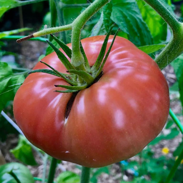 These are the tastiest tomato varieties you can grow at home – they’re ...
