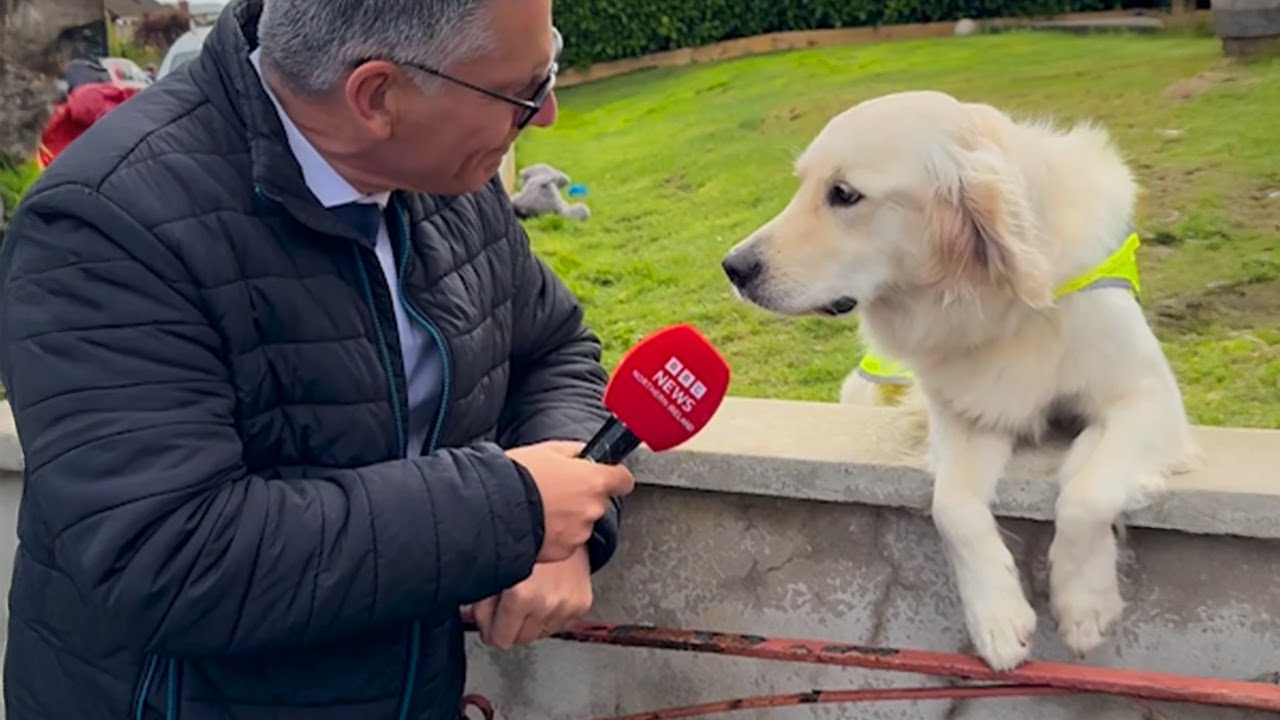 These Dogs Speak English Better Than Humans – Funny Dog Antics