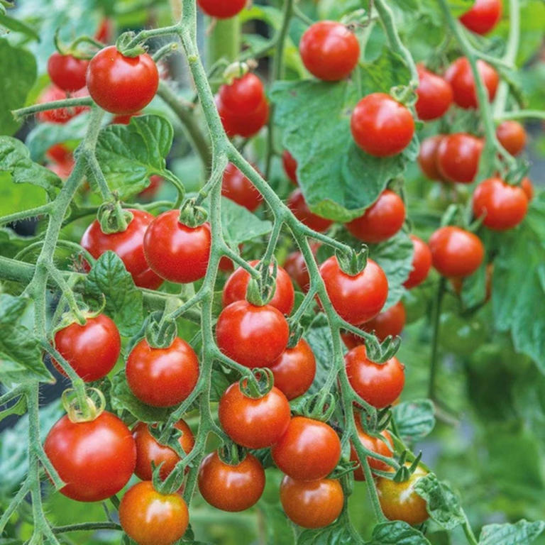 These are the tastiest tomato varieties you can grow at home – they’re ...