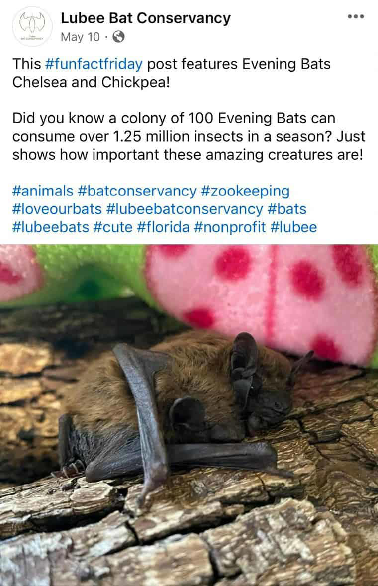 30 Funny Bat Memes And Photos Celebrating The Most Adorably Terrifying Creatures Of The Night