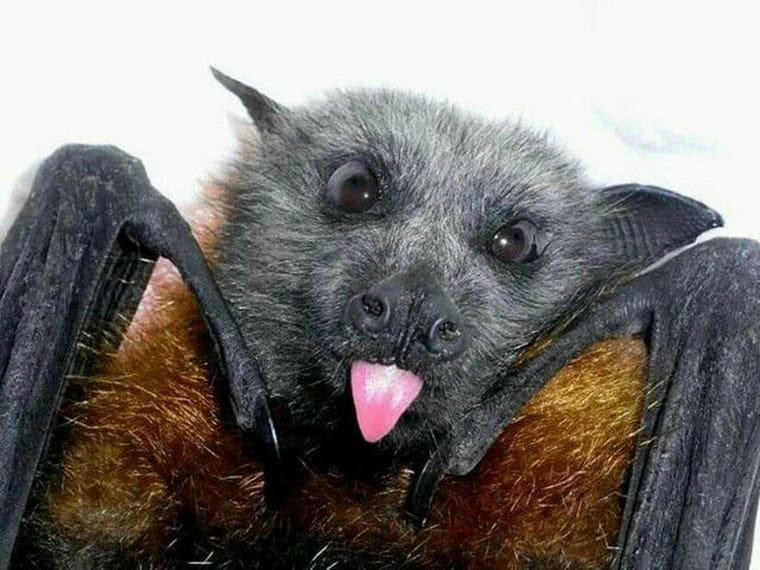 30 Funny Bat Memes And Photos Celebrating The Most Adorably Terrifying ...