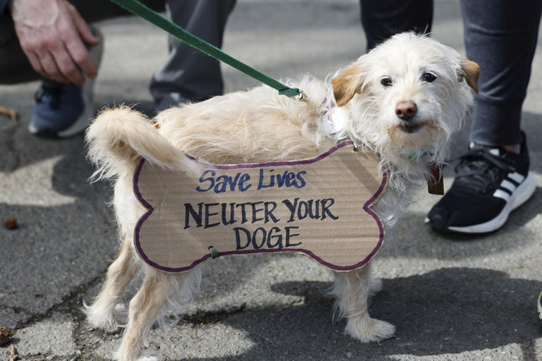 Tax rich, not penguins: Sassy signs at 'Hands Off' protests mock Trump ...