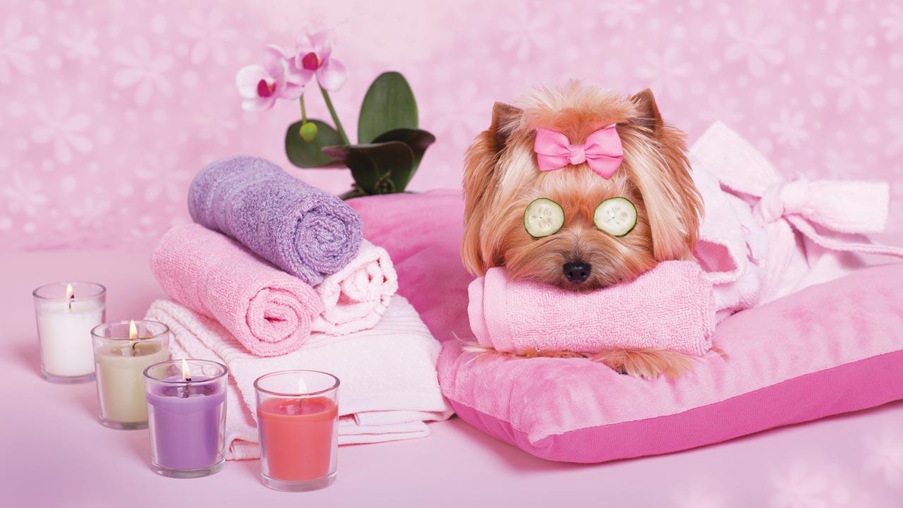 Spa to therapy, how Indian pet parents are pampering their furry friends