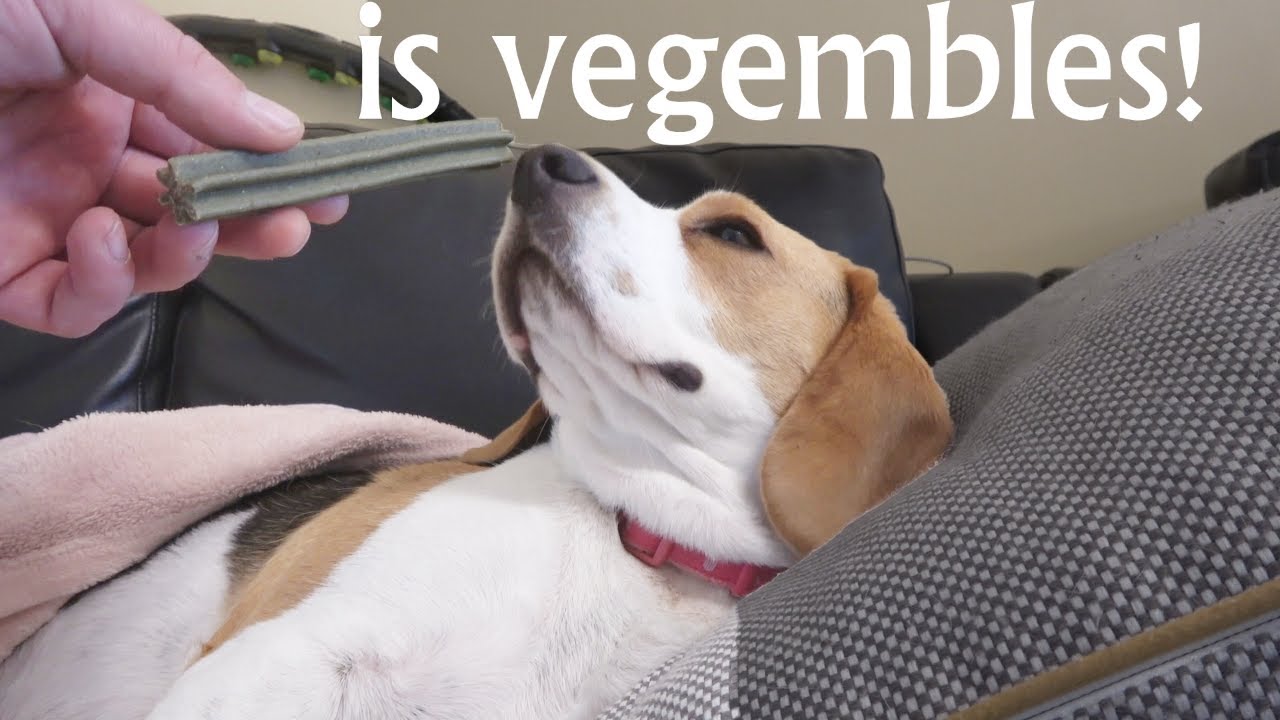 Beagle makes hilarious face at healthy vegetable treats