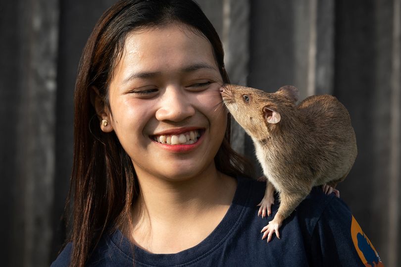 Giant rat named Ronin breaks Guinness World record for sniffing out ...