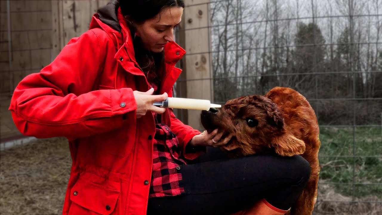 Another calf lost during challenging Vermont farm season