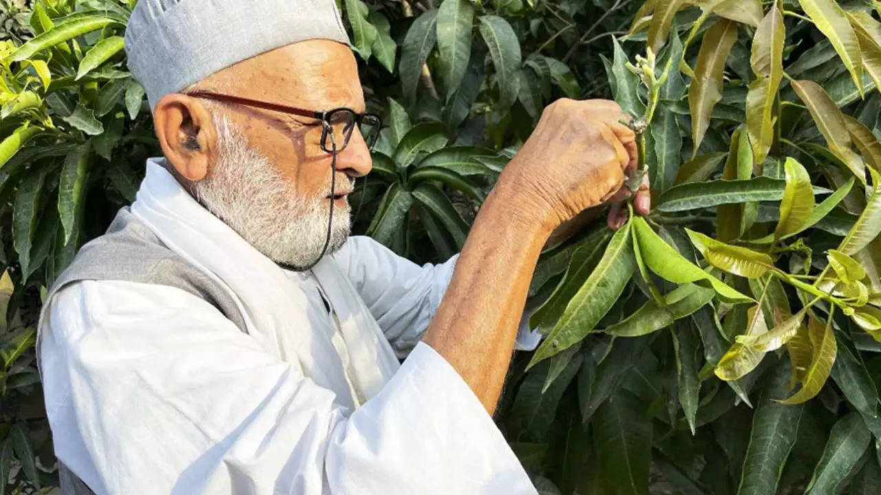 Meet the 'Mango Man' who grafted 300 mango varieties onto a single tree